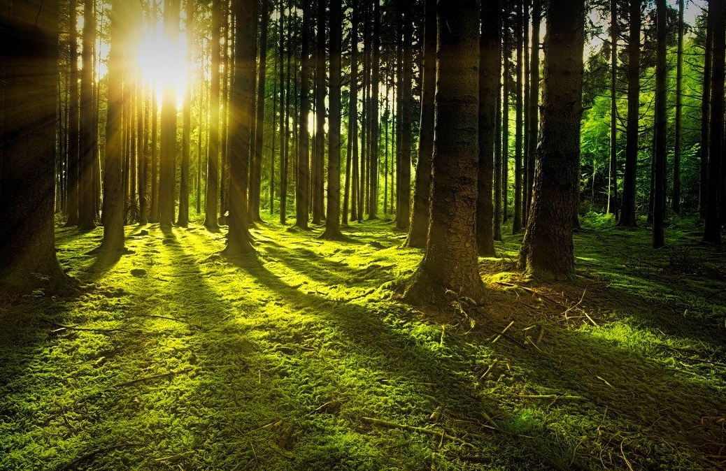 Seven Environmental Good News Stories From 2019 One Home seven-environmental-good-news-stories-from-2019-one-home